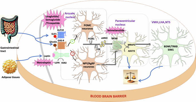 Obesity: exploring its connection to brain function through genetic and ...