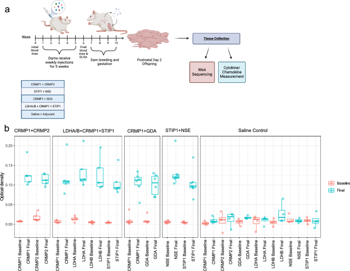 Gestational autoantibody exposure impacts early brain development in a ...