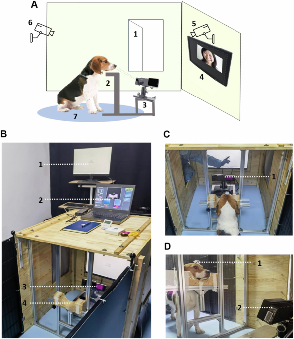 Reduced attention to human eyes in autism-associated Shank3 mutant ...