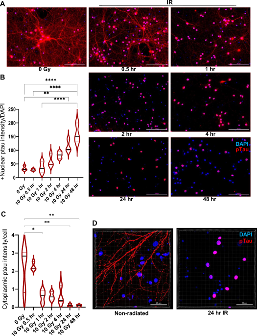 Subcellular functions of tau mediate repair response and synaptic ...