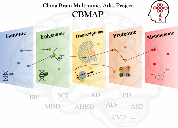 The China Brain Multi-omics Atlas Project (CBMAP) | Molecular Psychiatry