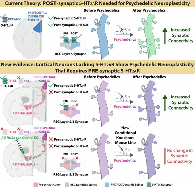 Psychedelic neuroplasticity of cortical neurons lacking 5-HT2A ...