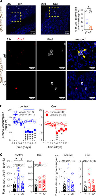 CB1 receptors on a subset of vagal afferent neurons modulate voluntary ...