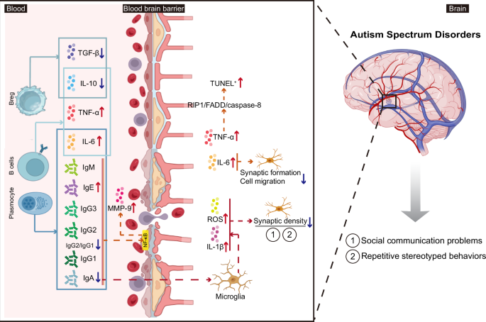 Changes in peripheral immune cell phenotypes and their roles in autism ...