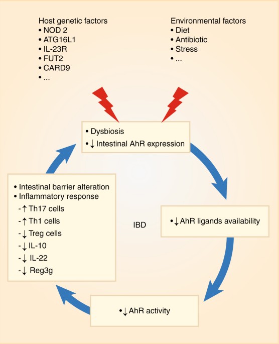 Aryl hydrocarbon receptor and intestinal immunity | Mucosal Immunology