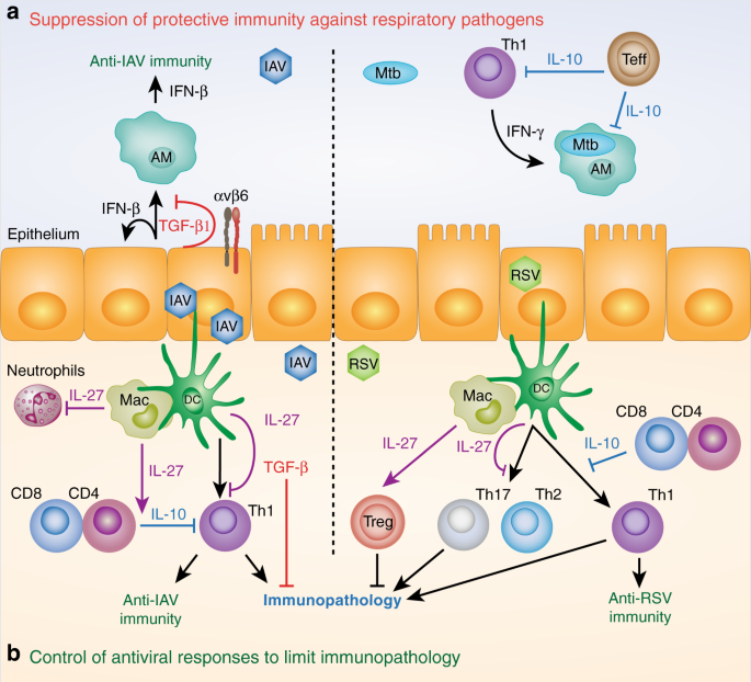 Regulatory cytokine function in the respiratory tract | Mucosal Immunology