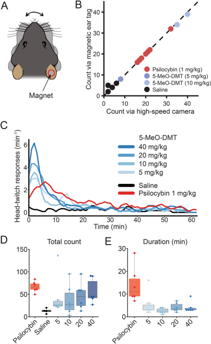 5-MeO-DMT modifies innate behaviors and promotes structural neural ...