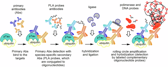 Advancement in human neuroimaging based on proximity ligation assay in ...