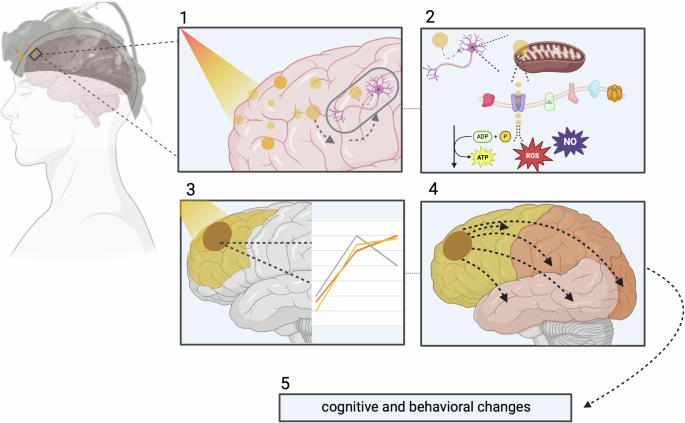 Transcranial photobiomodulation: an emerging therapeutic method to ...