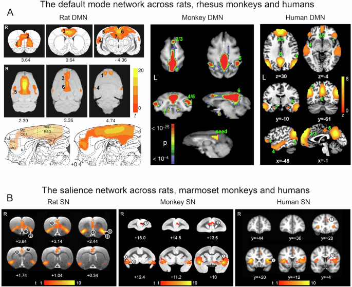 Leveraging large-scale brain networks in rats to understand ...