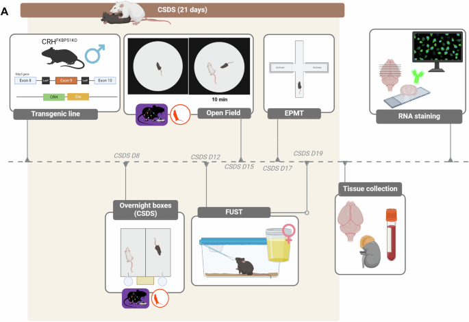 Deep phenotyping reveals CRH and FKBP51-dependent behavioral profiles following chronic social ...