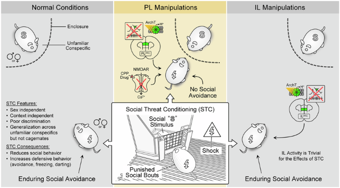 The prelimbic prefrontal cortex mediates the development of lasting ...