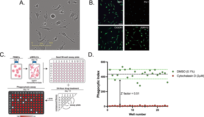 Identifying brain-penetrant small-molecule modulators of human microglia using a cellular model ...
