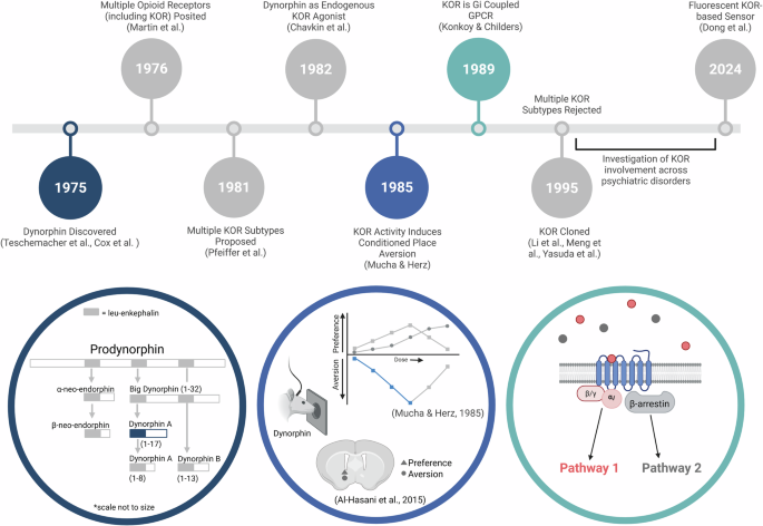 Kappa opioid receptor control of motivated behavior revisited ...