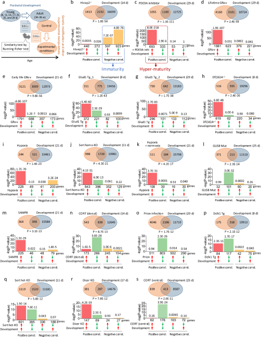 Hyper-maturity and accelerated aging in the hippocampus of mouse models ...