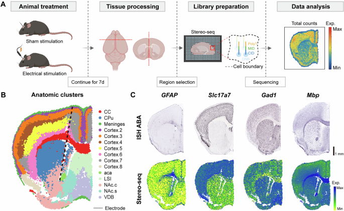 Change in brain molecular landscapes following electrical stimulation ...