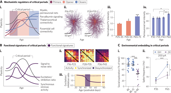 Investigating hierarchical critical periods in human neurodevelopment ...
