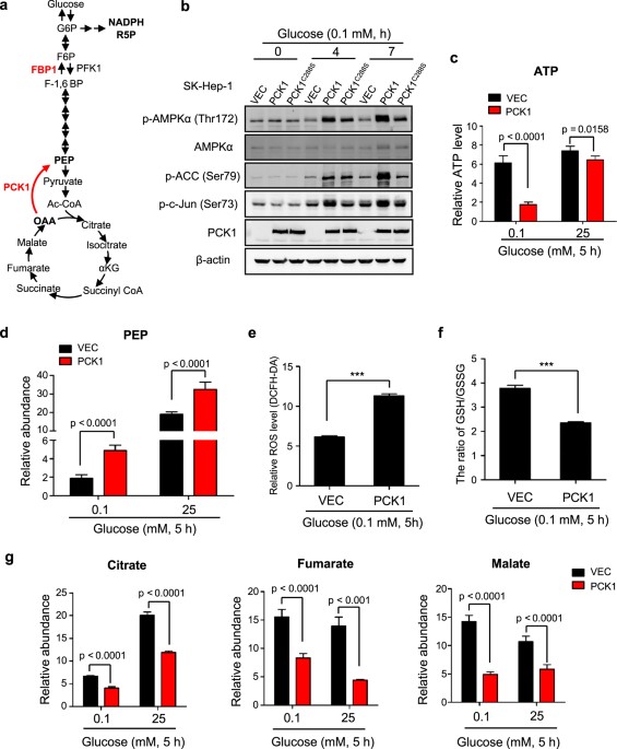 Metabolic reprogramming by PCK1 promotes TCA cataplerosis, oxidative ...