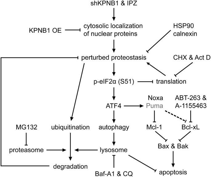 KPNB1 inhibition disrupts proteostasis and triggers unfolded protein ...