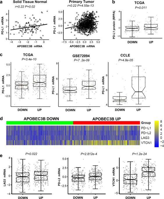 APOBEC3B and APOBEC mutational signature as potential predictive ...