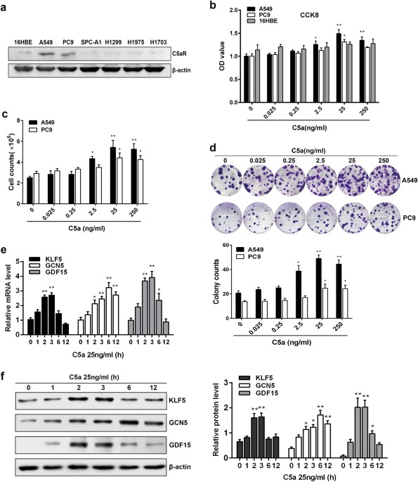 C5a induces A549 cell proliferation of non-small cell lung cancer via ...