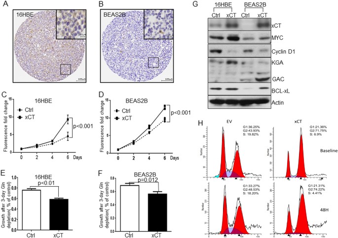 xCT (SLC7A11)-mediated metabolic reprogramming promotes non-small cell ...