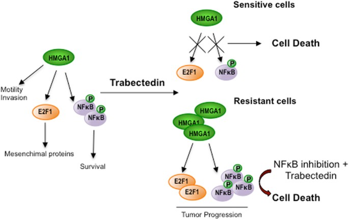 HMGA1/E2F1 axis and NFkB pathways regulate LPS progression and ...