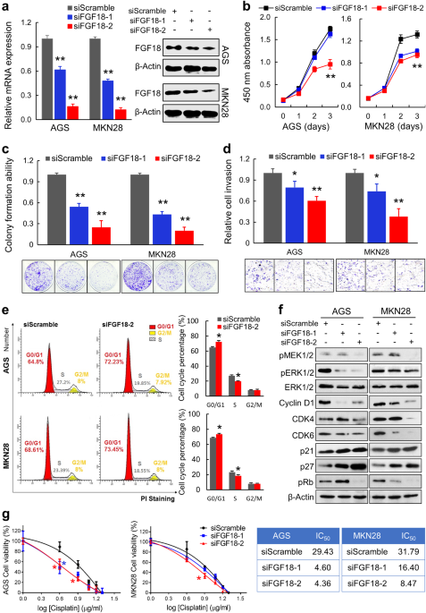 FGF18, a prominent player in FGF signaling, promotes gastric ...