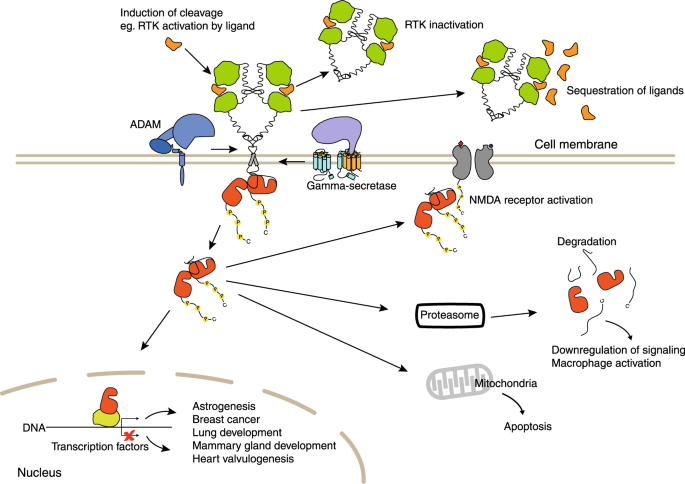 Gamma-secretase-dependent signaling of receptor tyrosine kinases | Oncogene