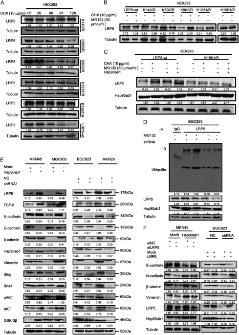 Hsp90ab1 stabilizes LRP5 to promote epithelial–mesenchymal transition ...