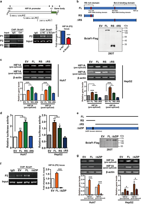 Bclaf1 promotes angiogenesis by regulating HIF-1α transcription in ...