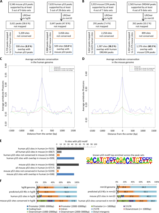 Conservation and divergence of the p53 gene regulatory network between mice and humans | Oncogene