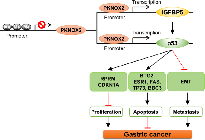 PKNOX2 suppresses gastric cancer through the transcriptional activation of IGFBP5 and p53 | Oncogene