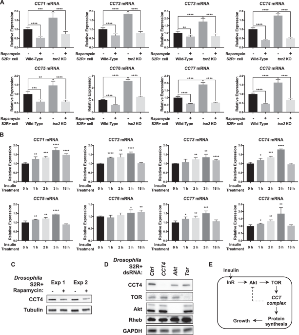 TRiC/CCT chaperonins are essential for organ growth by interacting with ...