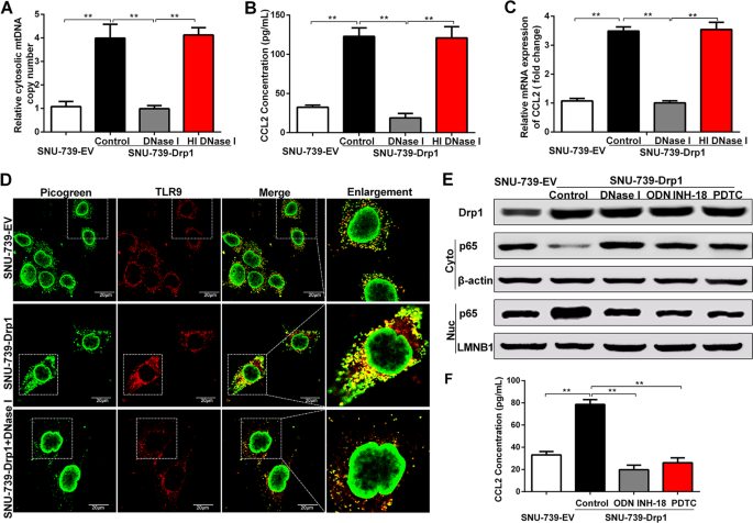 Mitochondrial fission-induced mtDNA stress promotes tumor-associated ...