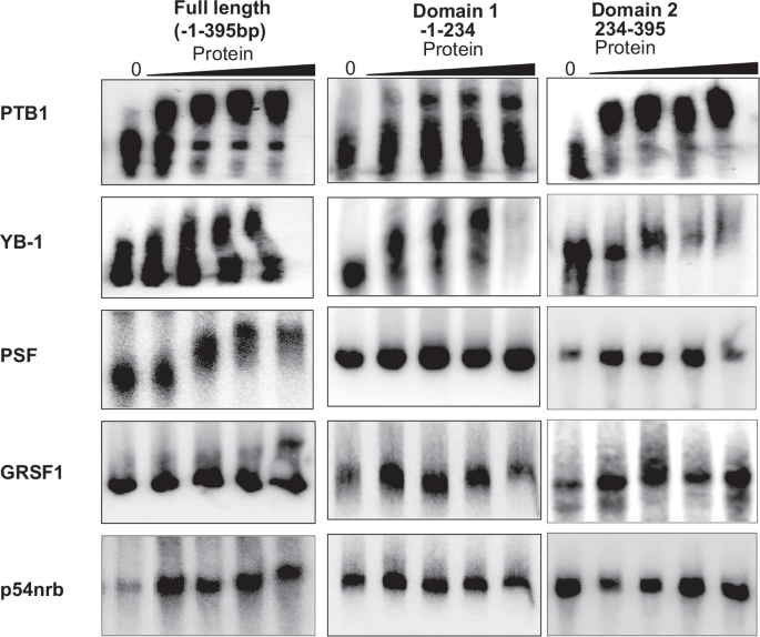 Correction: Upregulated c-myc expression in multiple myeloma by ...