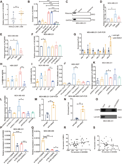 LINC00882, transcriptionally activated by CEBP-β and post-transcriptionally stabilized by ...