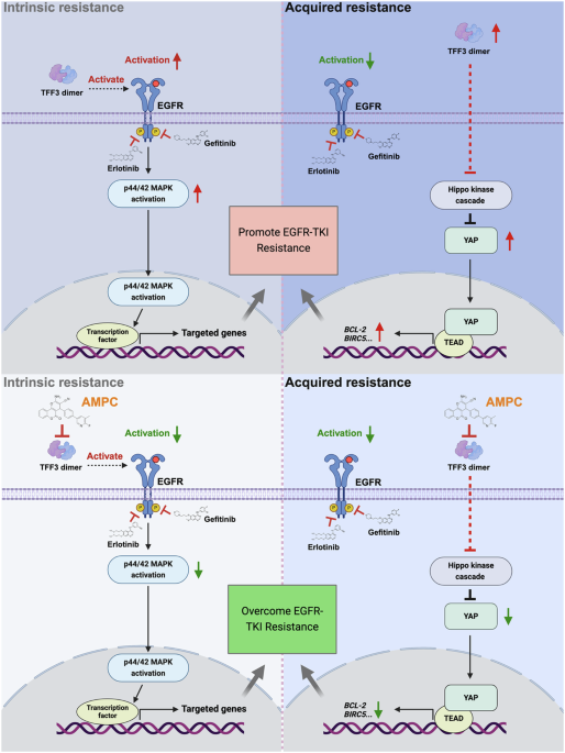 TFF3 drives Hippo dependent EGFR-TKI resistance in lung adenocarcinoma ...