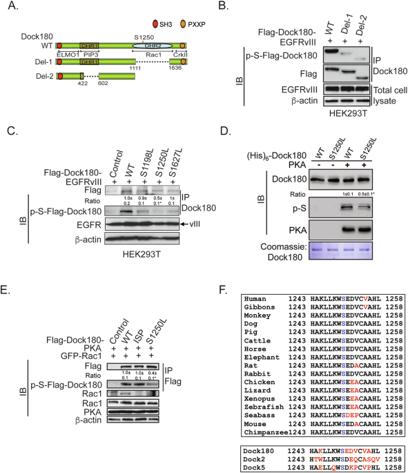 Correction: EGFRvIII stimulates glioma growth and invasion through PKA ...