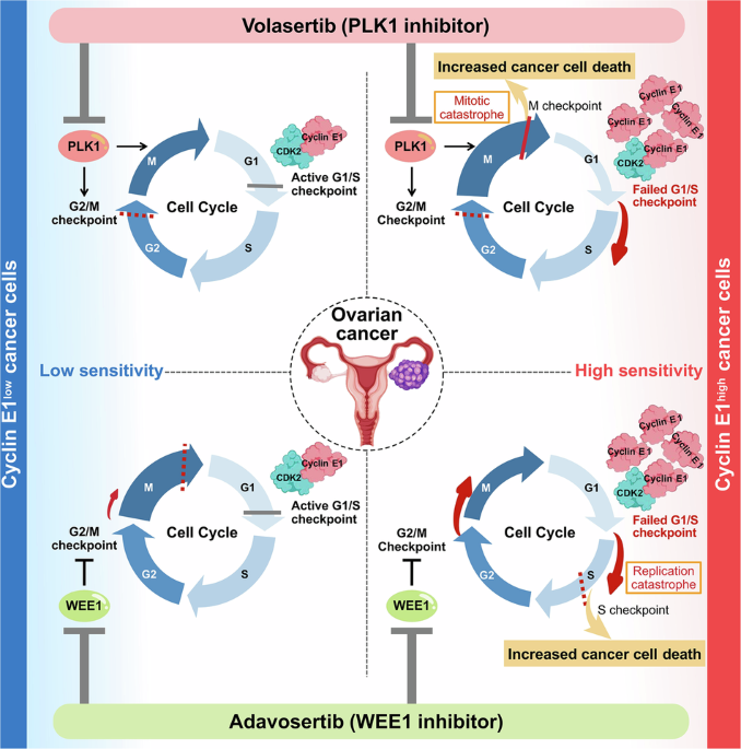 Cyclin E1 overexpression sensitizes ovarian cancer cells to WEE1 and ...