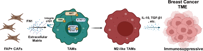 Fibroblast Activation Protein (FAP)+ cancer-associated fibroblasts ...