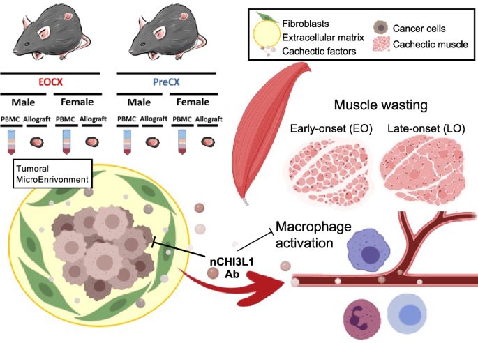Macrophage activation determines muscle wasting in pancreatic cancer ...