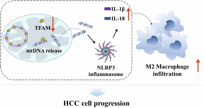 Targeting TFAM downregulation mediated mtDNA-NLRP3 pathway suppresses ...