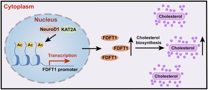 NeuroD1 drives a KAT2A-FDFT1 signaling axis to promote cholesterol ...