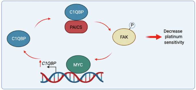 C1QBP forms a positive feedback loop with the PAICS/FAK/C-MYC axis to ...