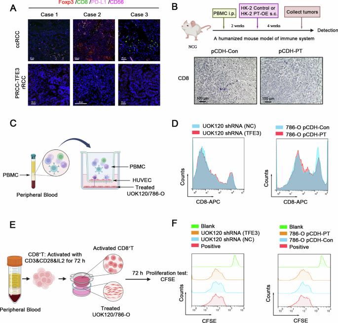 NMRK2 leads to the depletion of CD8+T cells by mediating the ...