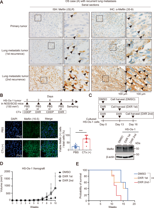 Meflin is a druggable target using antibody-drug conjugates in ...