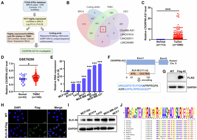 The novel endogenous micropeptide XLH-36 binds Gemin4 to promote triple ...