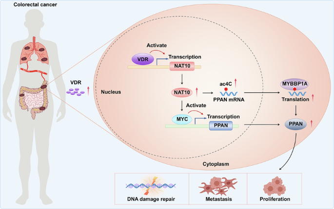 NAT10 triggers colorectal cancer progression via promoting PPAN ...
