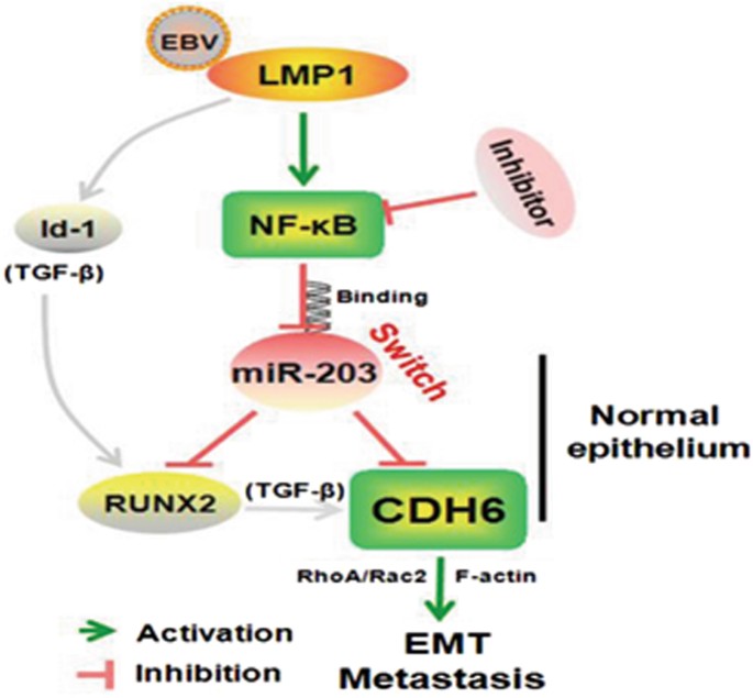 Cadherin 6 is activated by Epstein–Barr virus LMP1 to mediate EMT and ...
